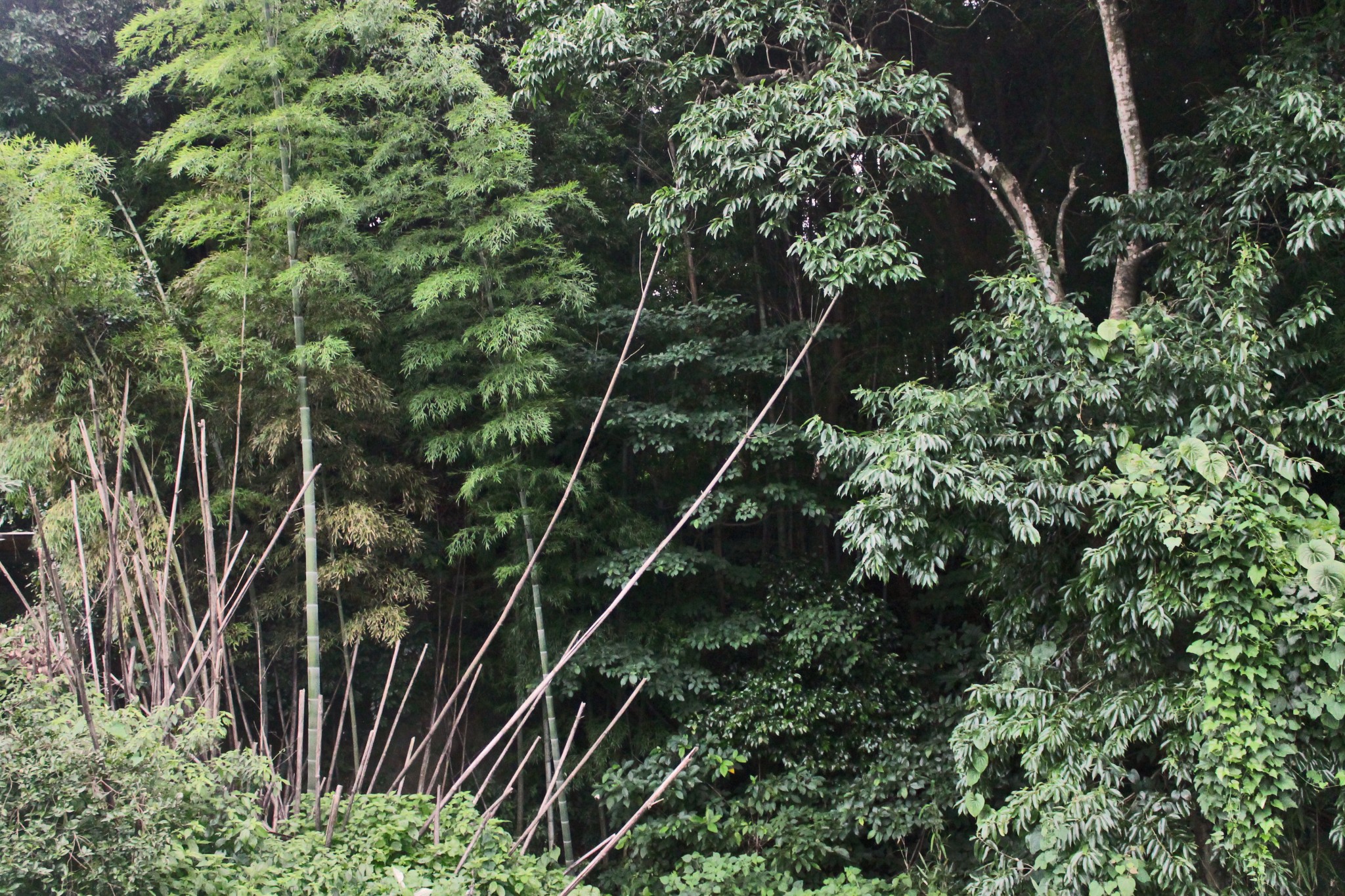 Fall in love with the nature and waterfalls around Kagoshima - VOYAPON