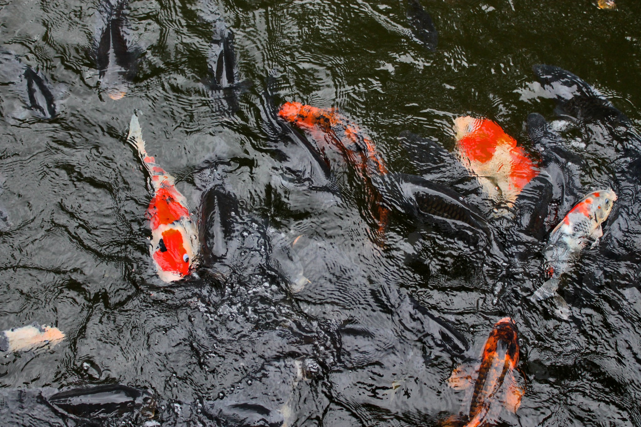 Sengan-en: How to Live Like a Lord in Past Japan - VOYAPON