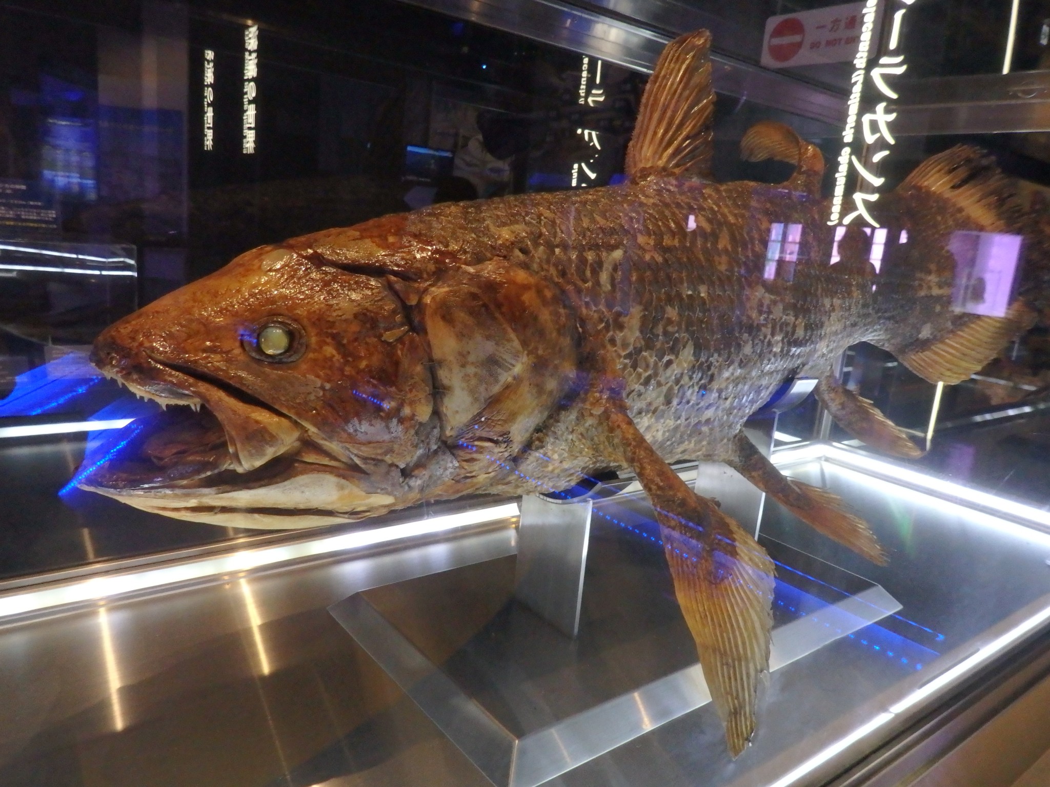 Numazu Aquarium: Discover the World's Most Bizarre Creatures