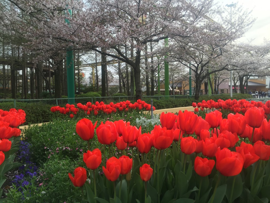 White Cyclone, A Legendary Wooden Roller Coaster in Japan - VOYAPON
