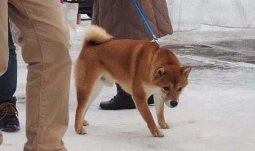 Akita Inukko Matsuri : Dog and Temple Snow Festival in Yuzawa - VOYAPON